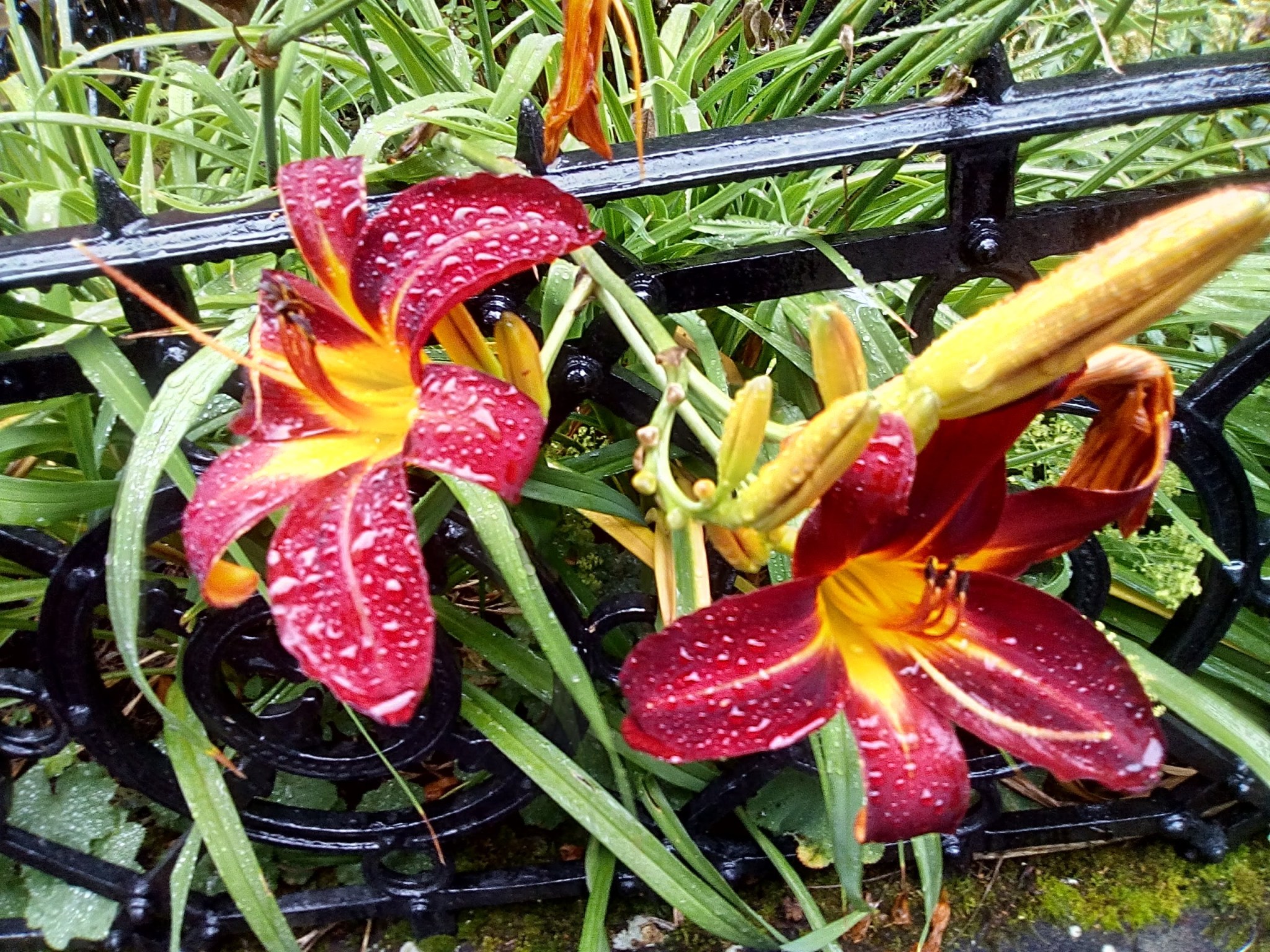 Plants and Fading Flowers – Hit The North