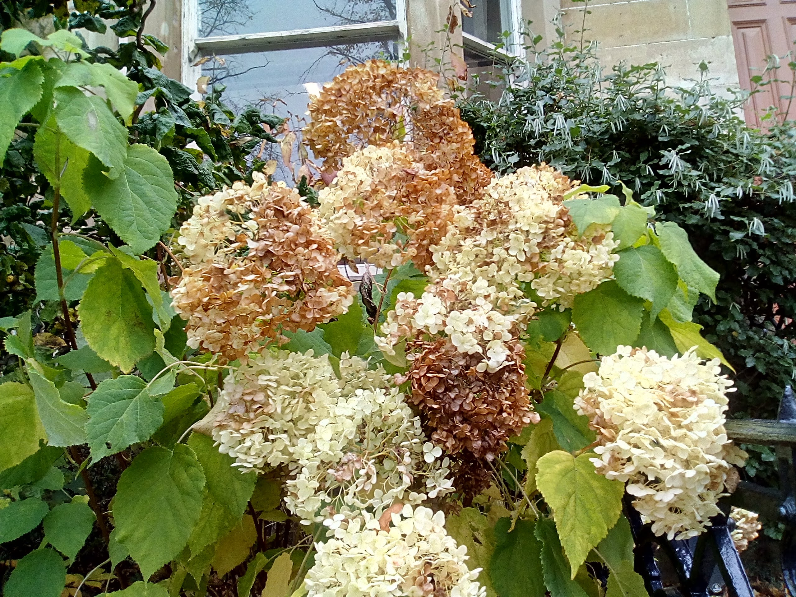 Plants and Fading Flowers – Hit The North